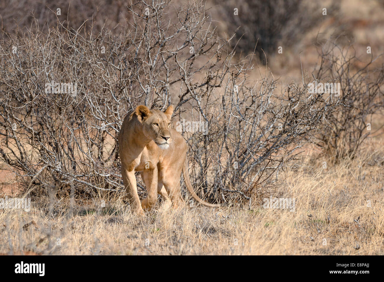 Lion stalking prey hi-res stock photography and images - Alamy