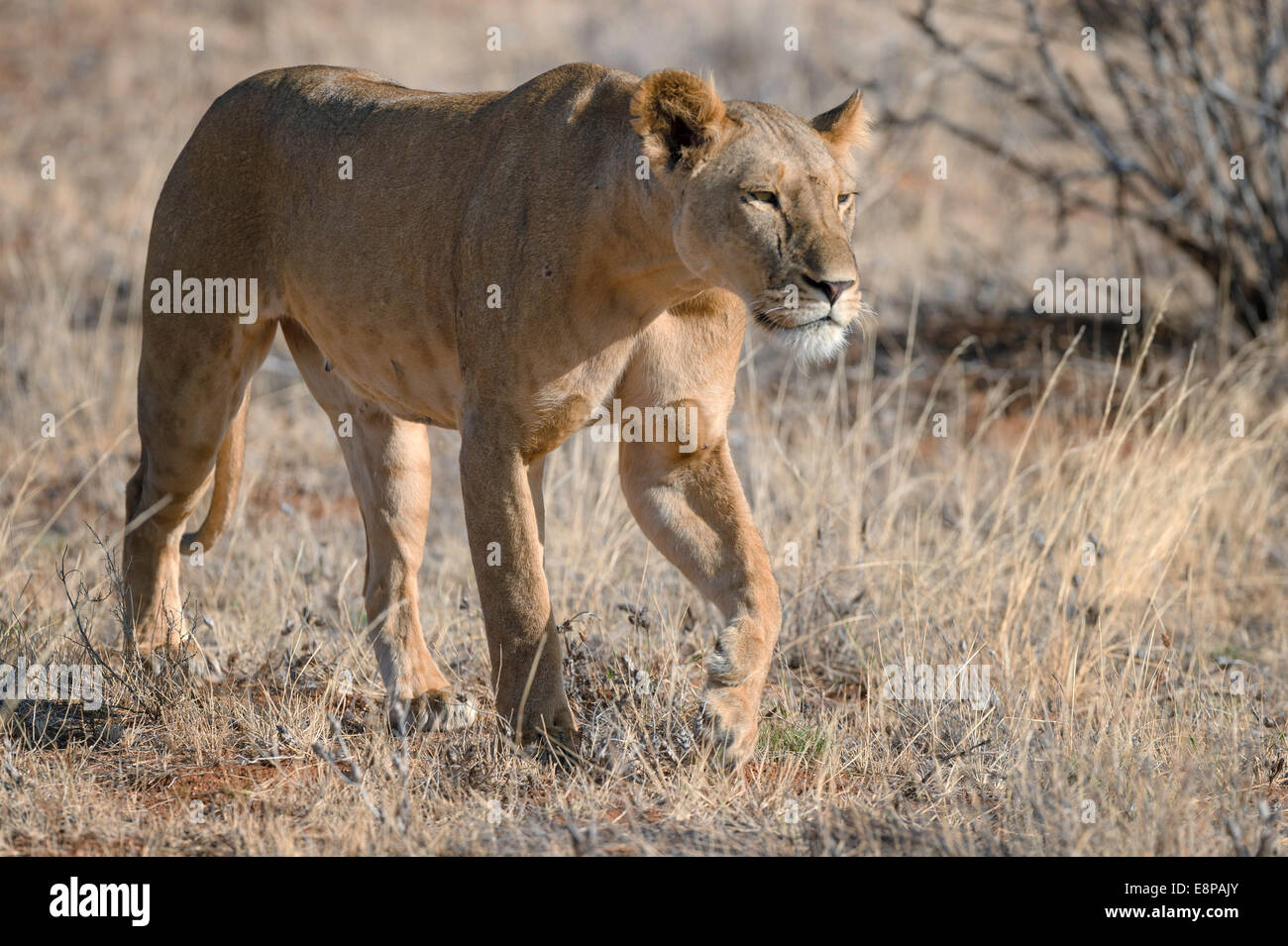 Lioness on the prowl Stock Photo - Alamy