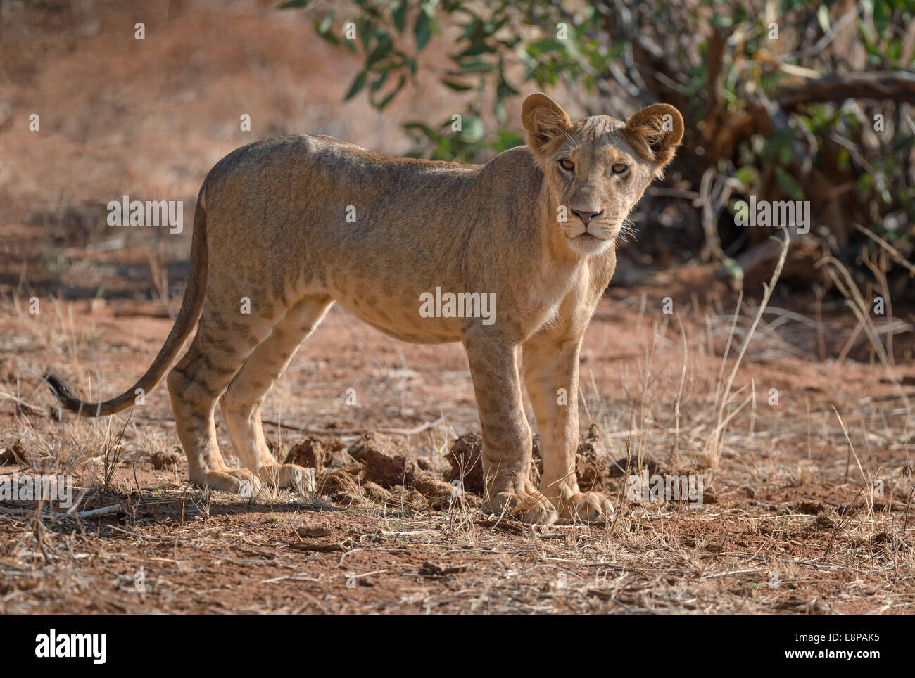 Young lion standing looking intently into the distance Stock Photo - Alamy