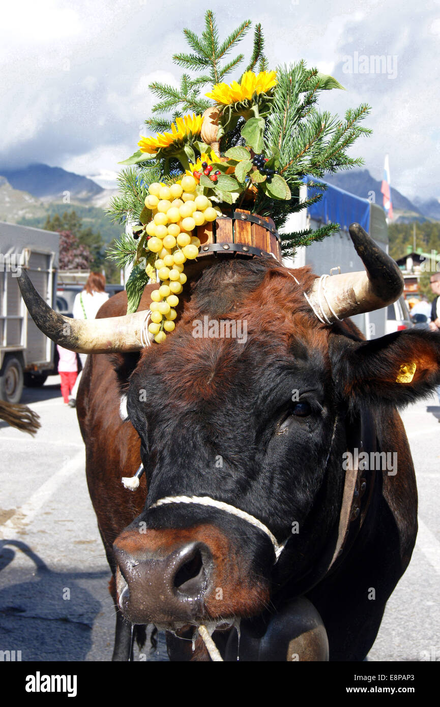 Ceremonial diving down of cows from the mountain in CransMontana ...