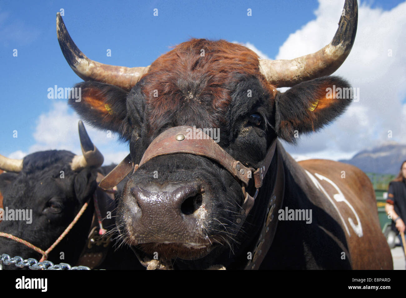 Ceremonial diving down of cows from the mountain in Crans Montana ...