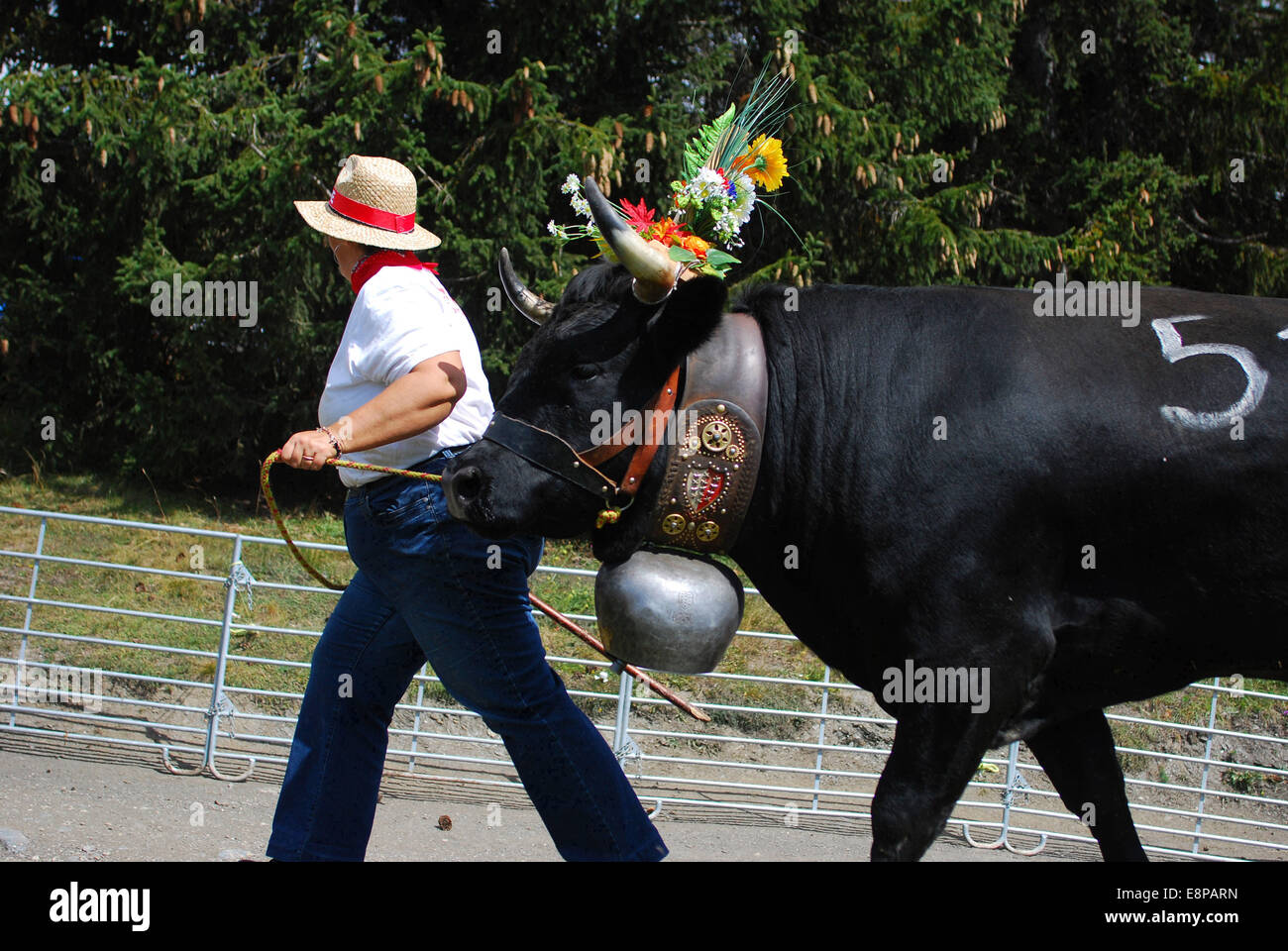 Crans Montana Switzerland. Ceremonial diving down of cows from the ...