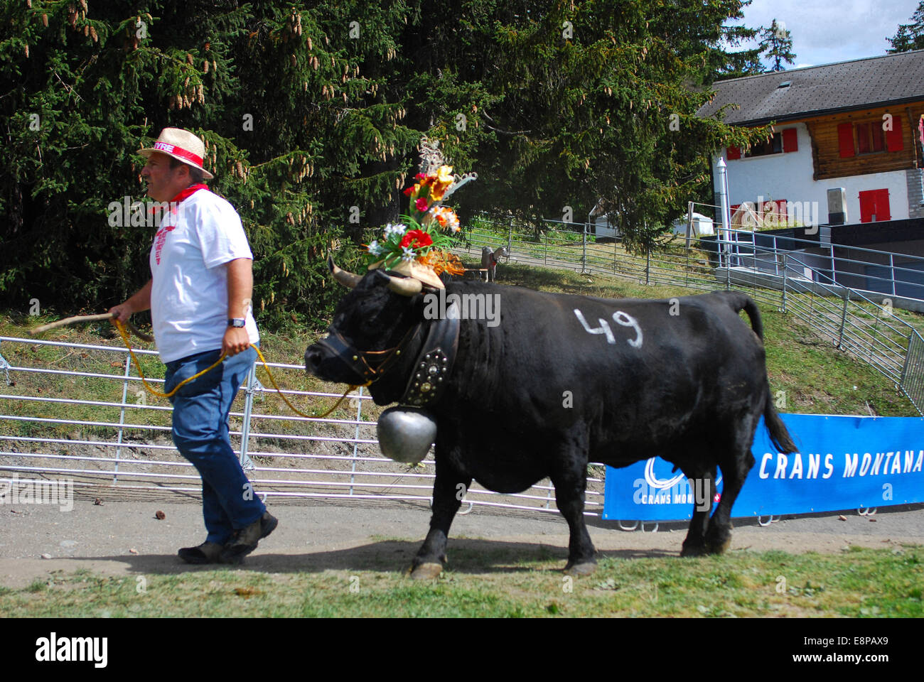 Ceremonial diving down of cows from the mountain in Crans Montana ...