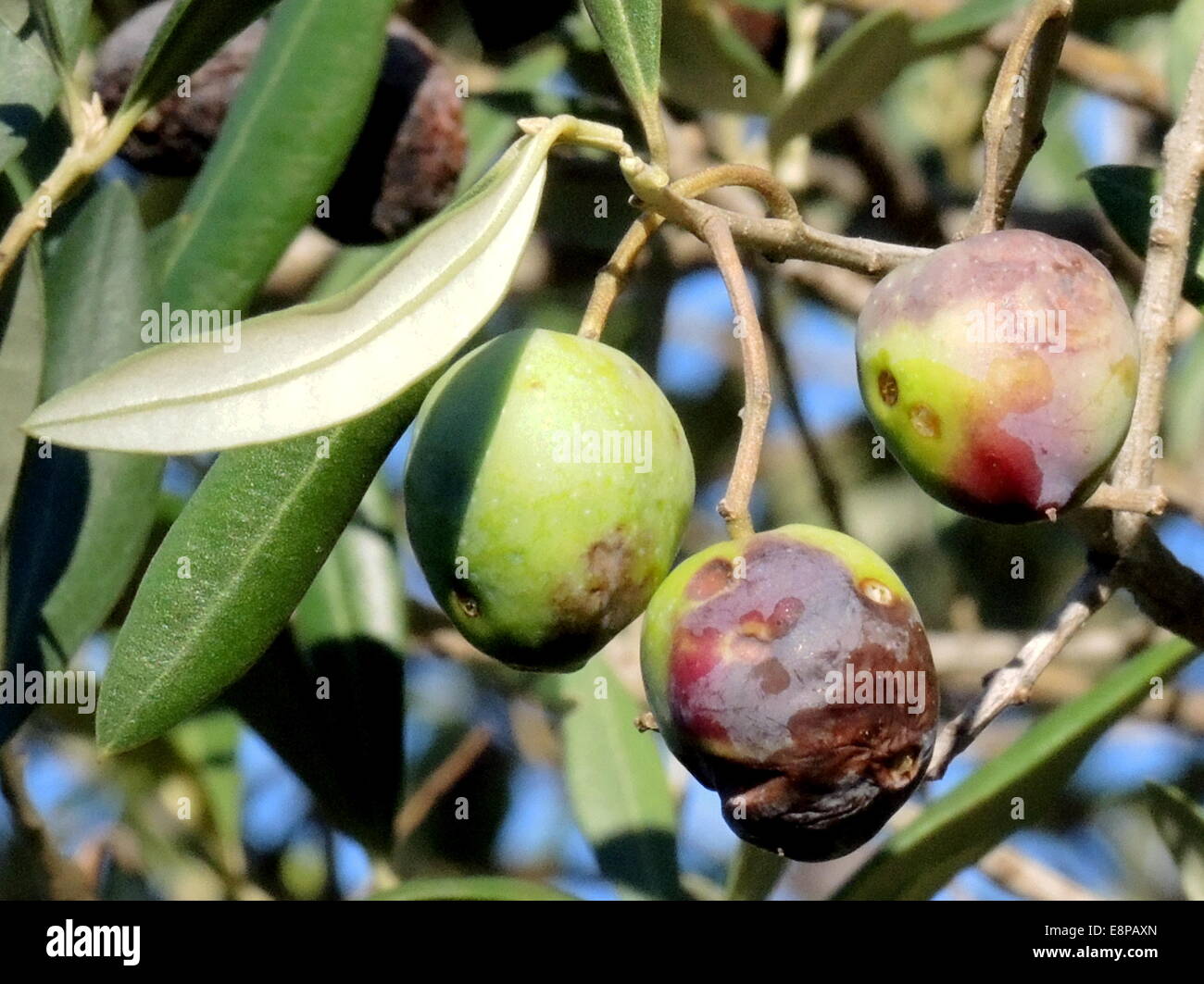 Damaged olives on the croatian island of Korcula. In 2014 in Croatia ...