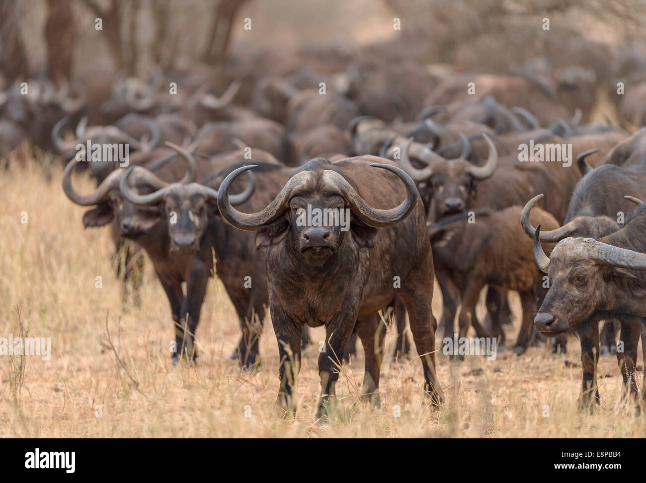 Large herd of Cape Buffalo looking into camera Stock Photo - Alamy
