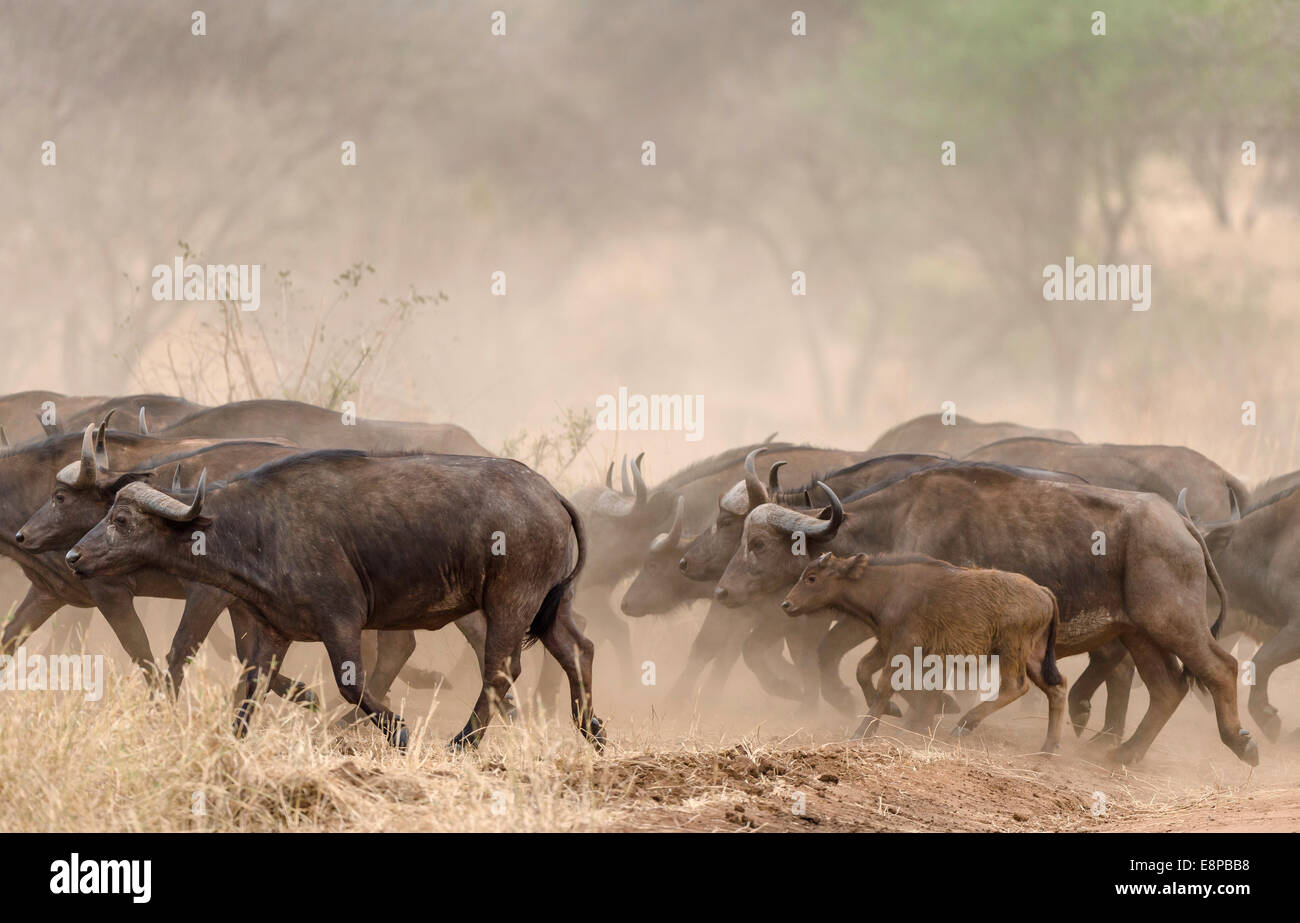 Herd of Cape Buffalo stampeding in the dust Stock Photo - Alamy