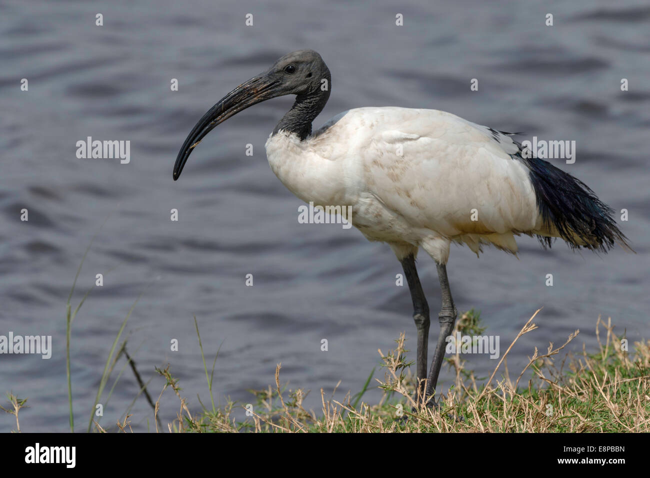 Sacred Ibis standing at the water's edge Stock Photo - Alamy