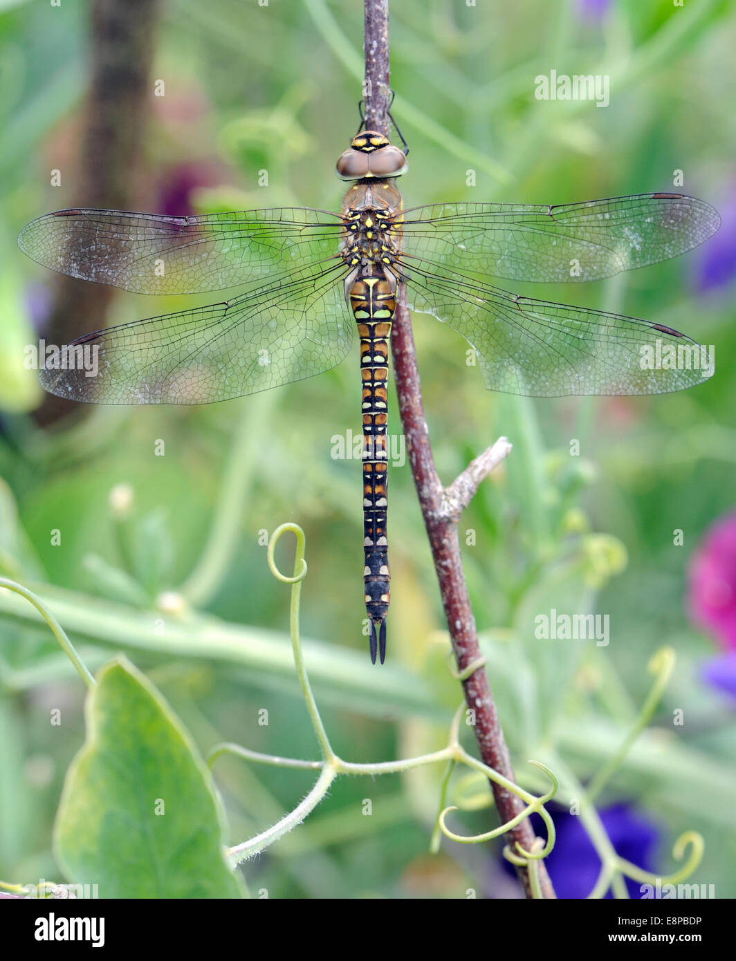 A female Migrant Hawker dragonfly (Aeshna mixta) . Bedgebury Forest ...