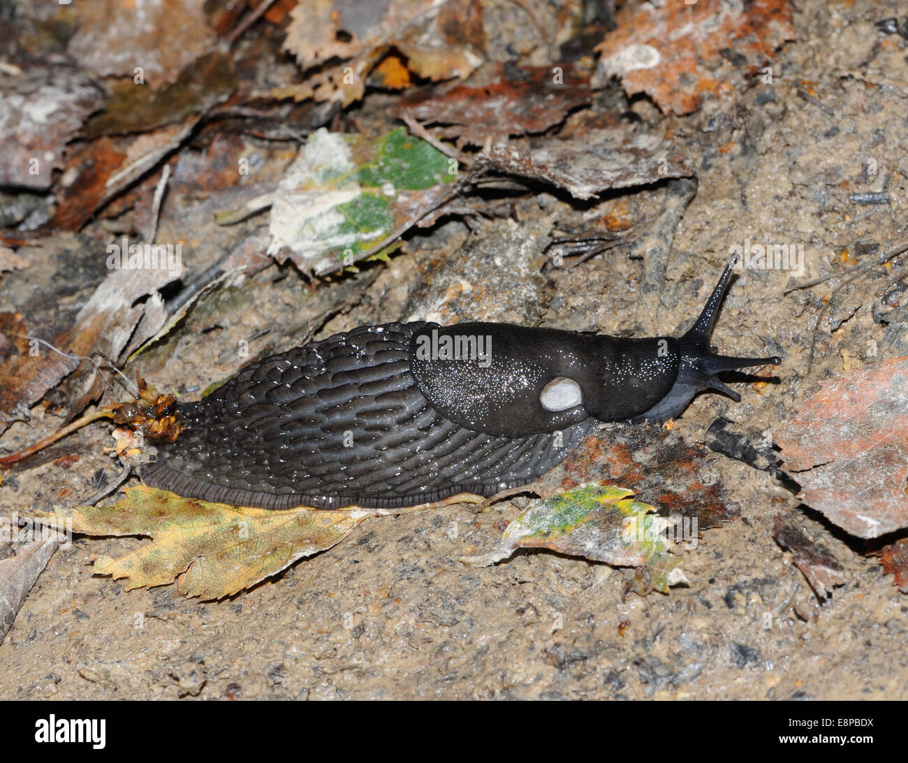 A large dark grey slug (Aron species) crawls over a woodland floor ...