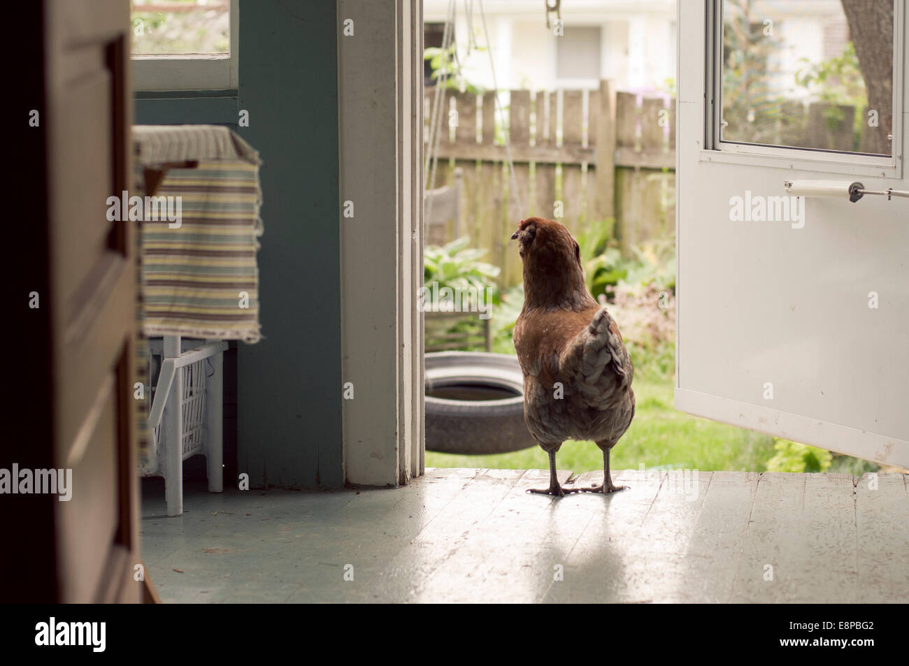 View of hen in house Stock Photo - Alamy