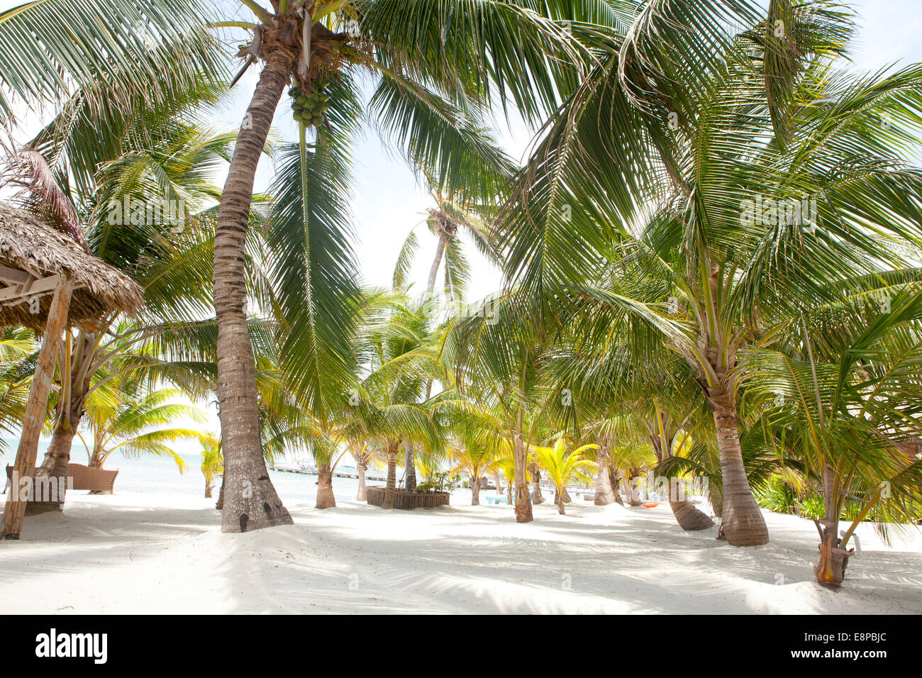 Palm trees sea on sandy hi-res stock photography and images - Alamy