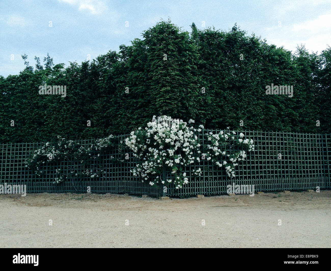 White blossom on trellis fence installed along high hedge Stock Photo ...