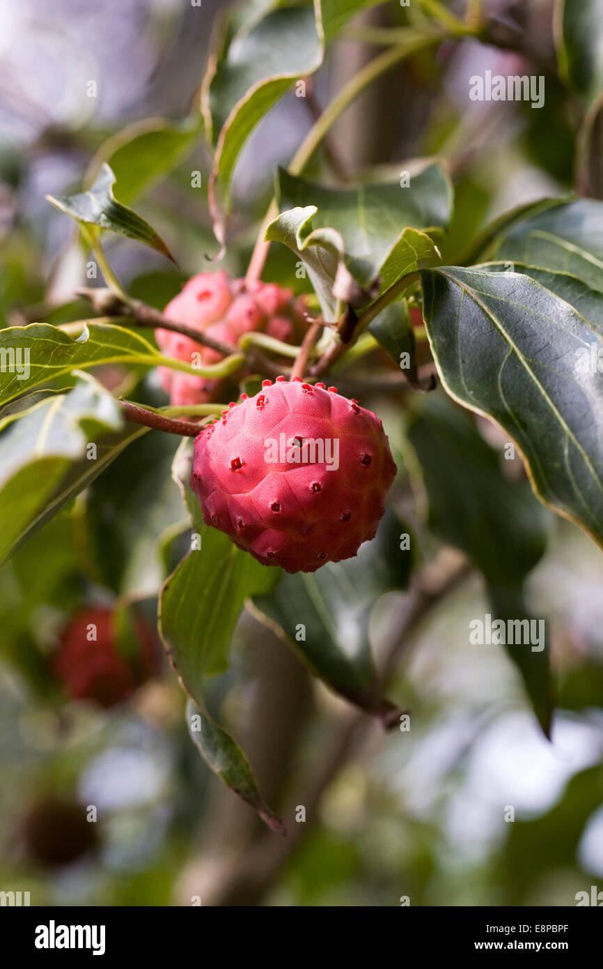 Cornus kousa fruit hi-res stock photography and images - Alamy