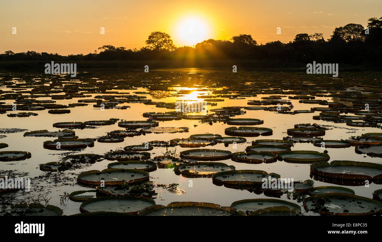 High contrast Sunset in Brazilian Pantanal with victoria regias and ...