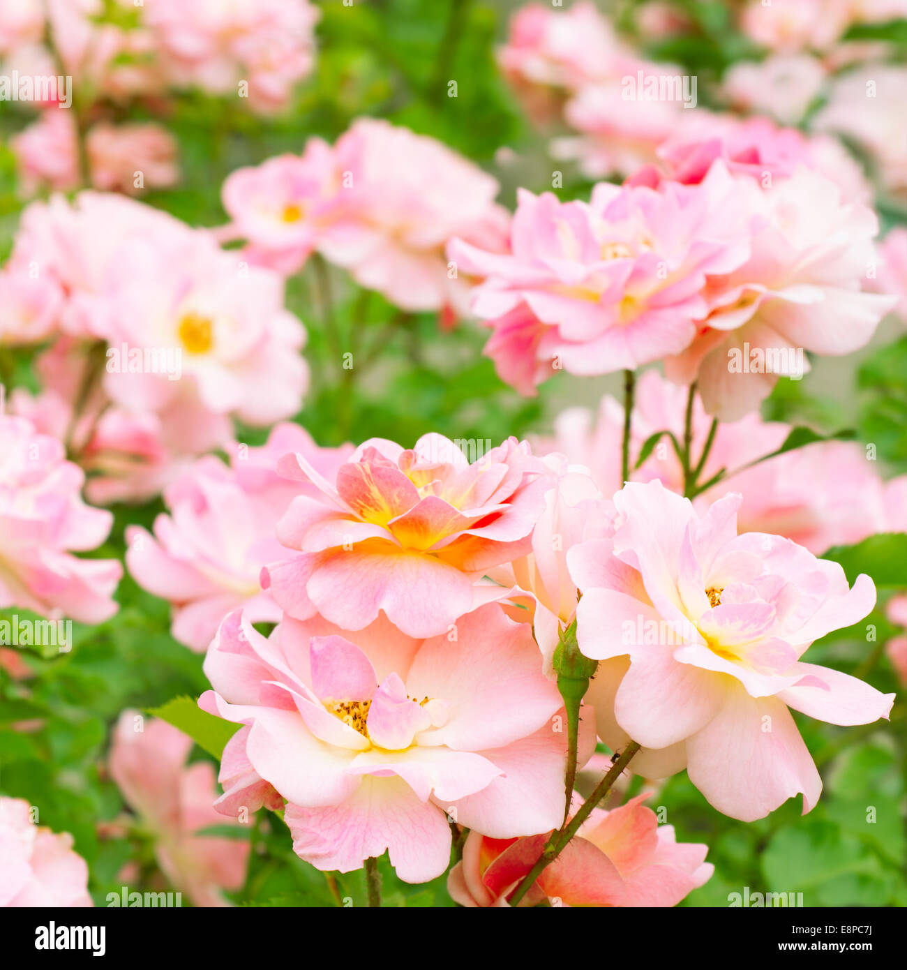 Pink roses in nature Stock Photo - Alamy