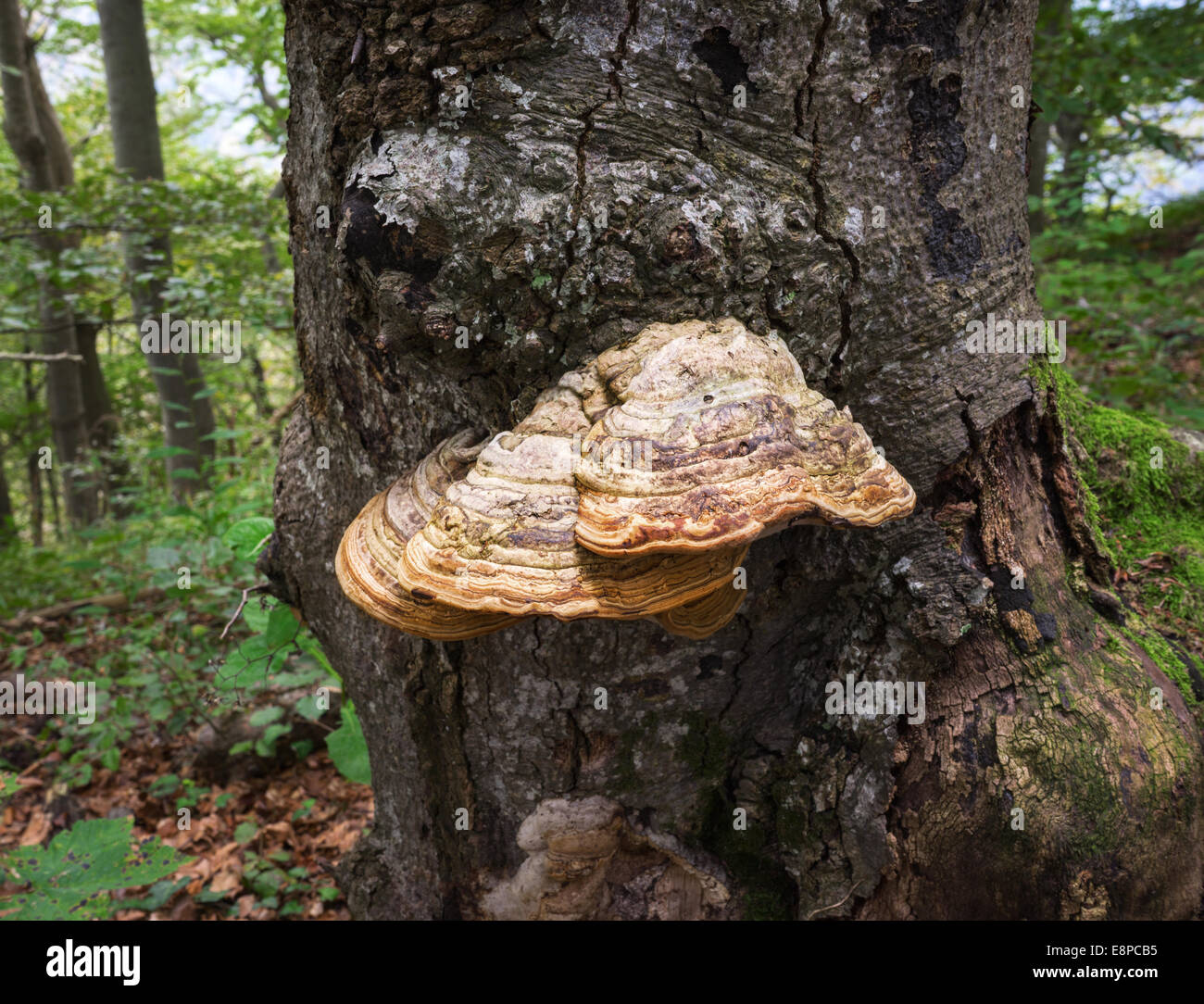 Big bracket fungus Stock Photo - Alamy