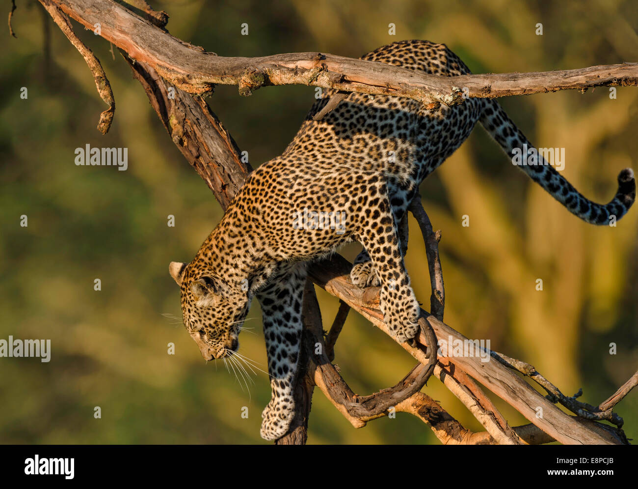 Leopard tree hi-res stock photography and images - Alamy