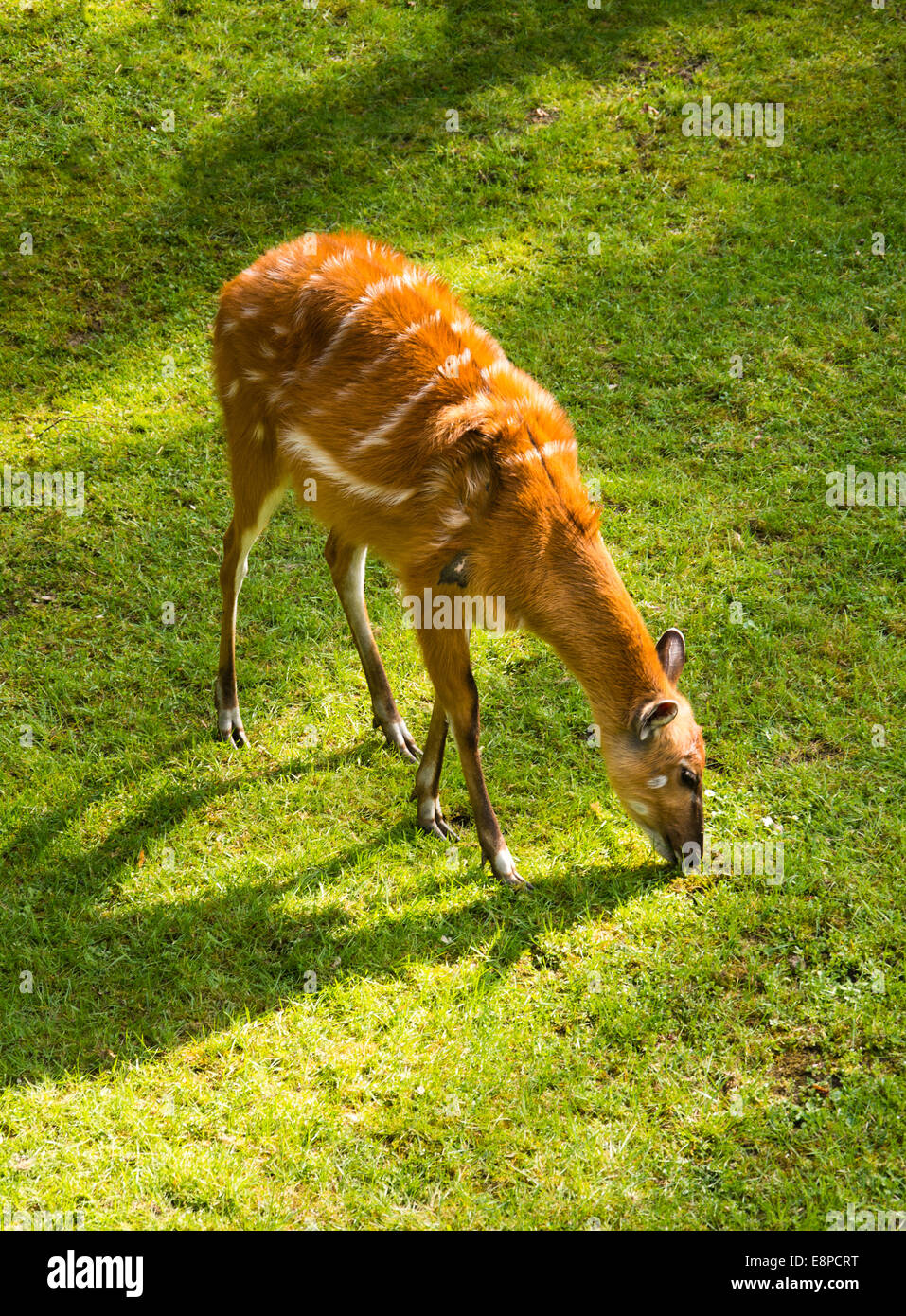 Sitatunga antelope hi-res stock photography and images - Alamy