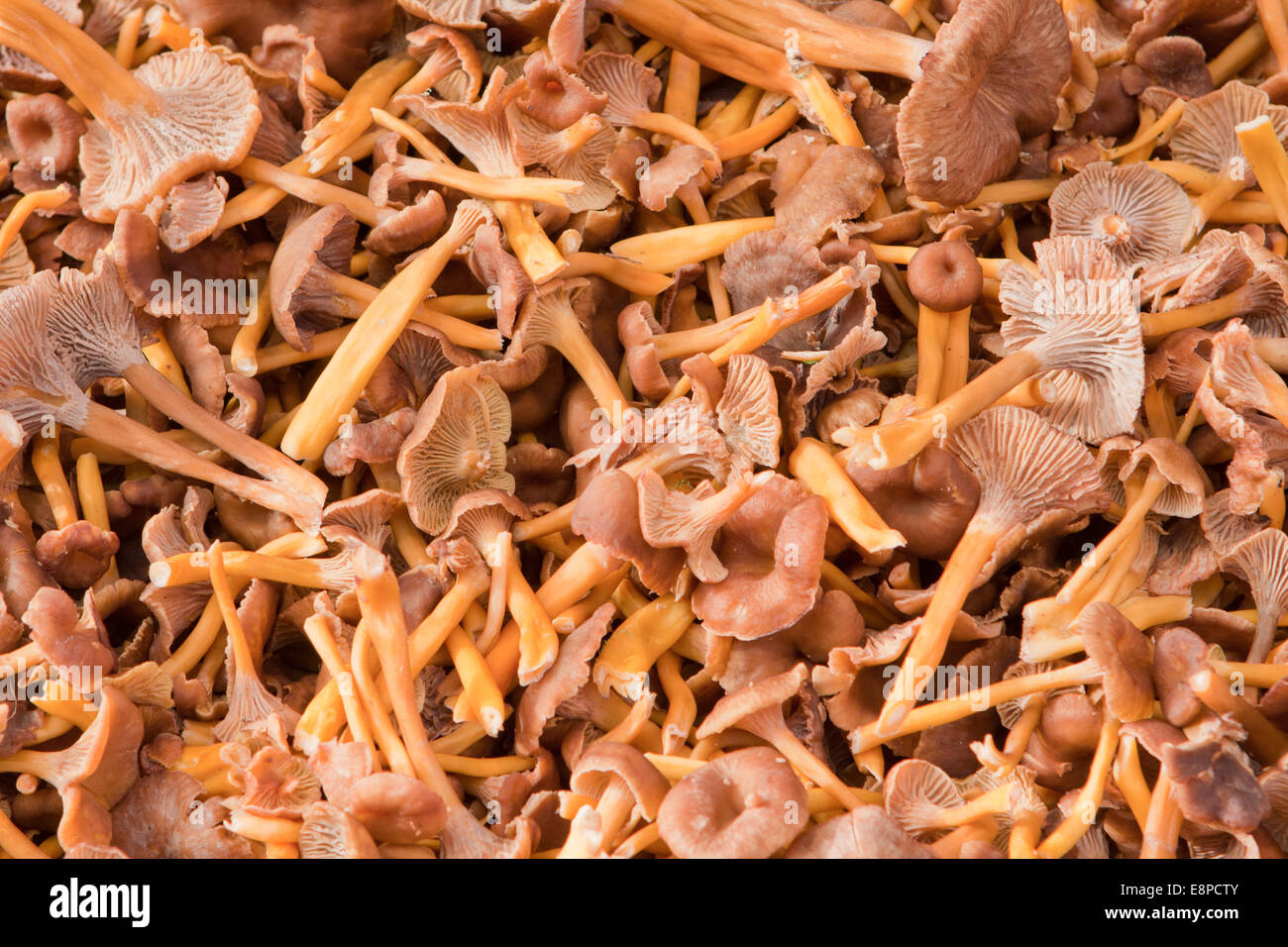 Chanterelles, Stock image Stock Photo - Alamy