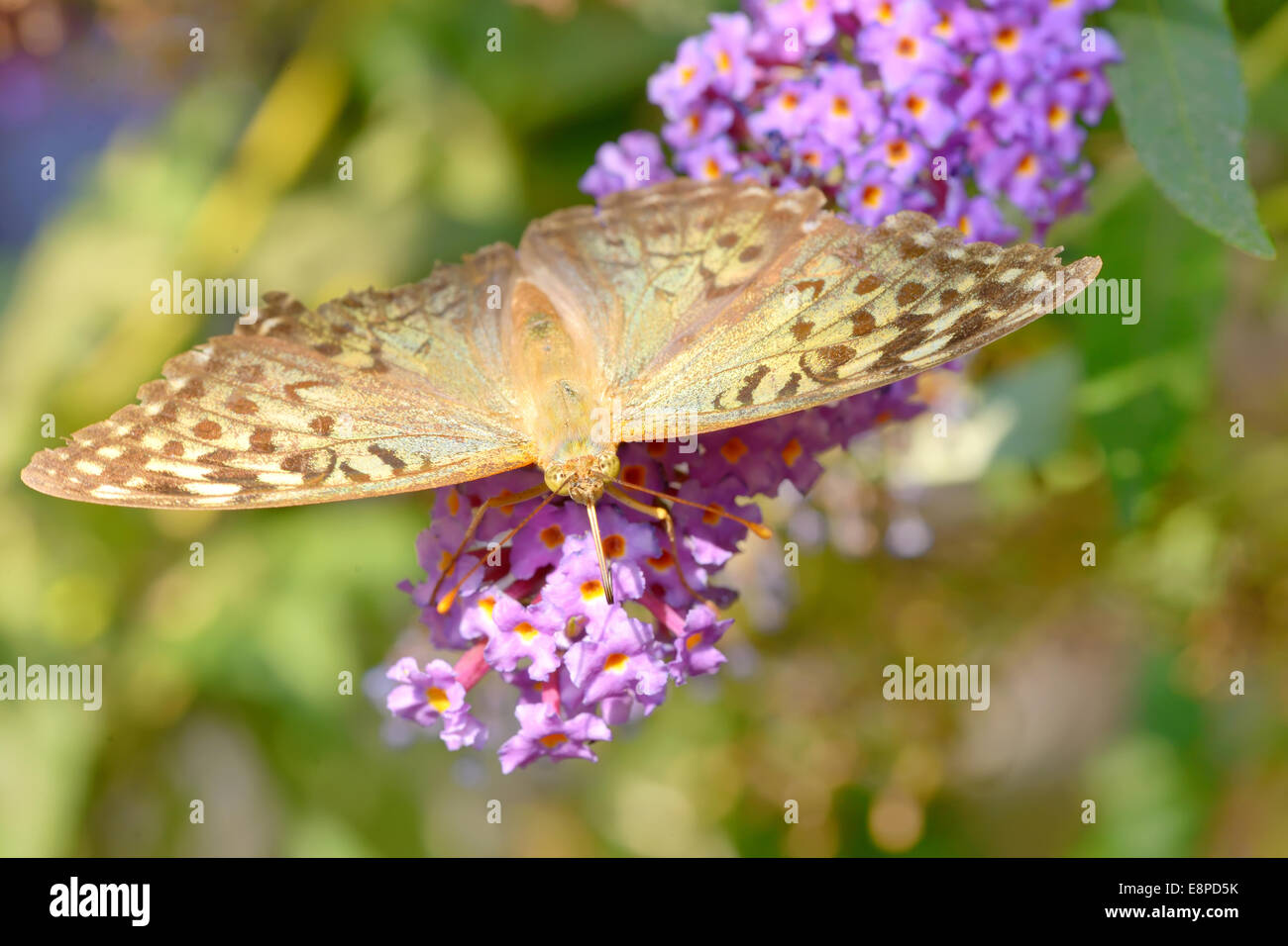 Monarch butterfly (Danaus plexippus) on garden flowers Stock Photo - Alamy