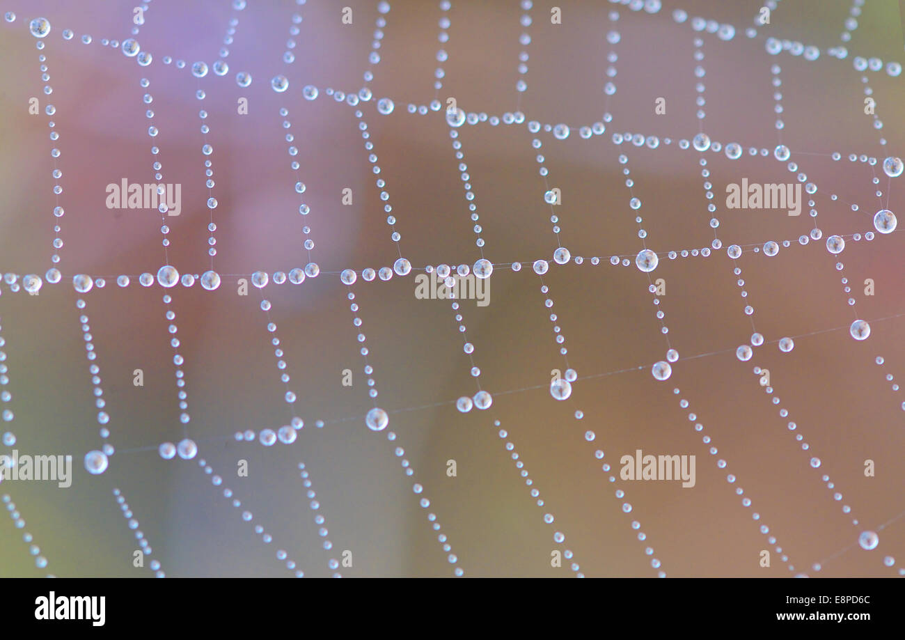 Spider web with dew hi-res stock photography and images - Alamy