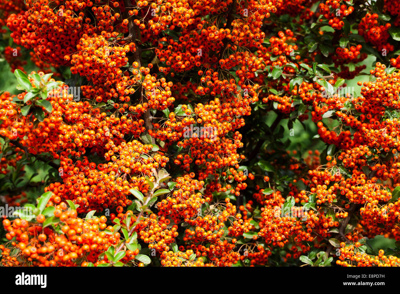 Rowan bush hi-res stock photography and images - Alamy