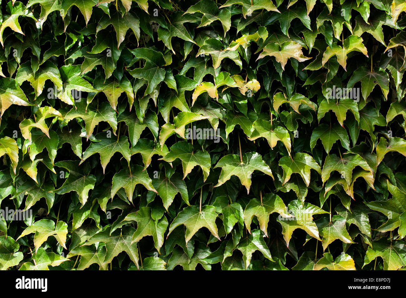 Ivy texture hi-res stock photography and images - Alamy