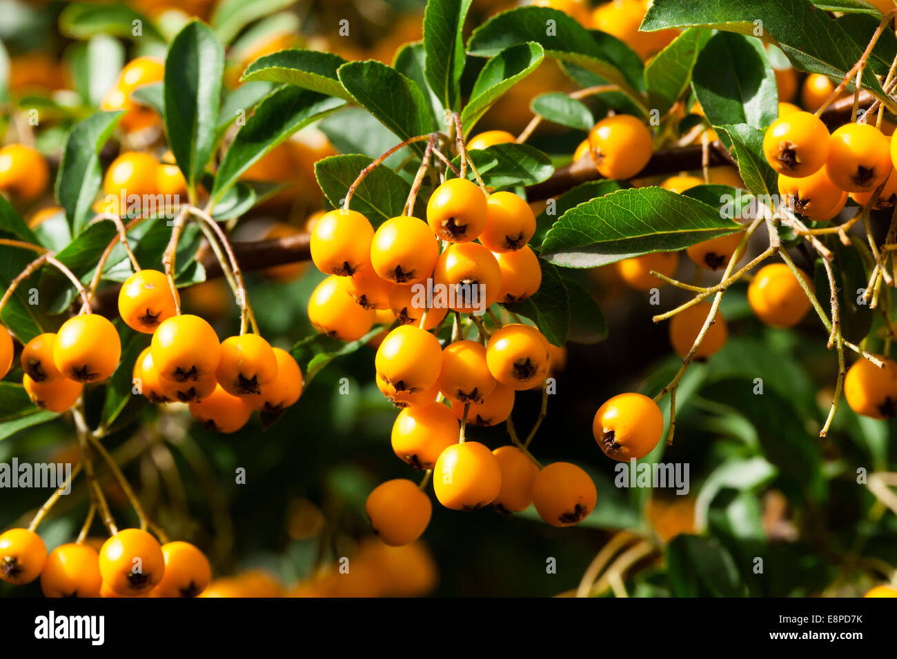 Rowan bush hi-res stock photography and images - Alamy