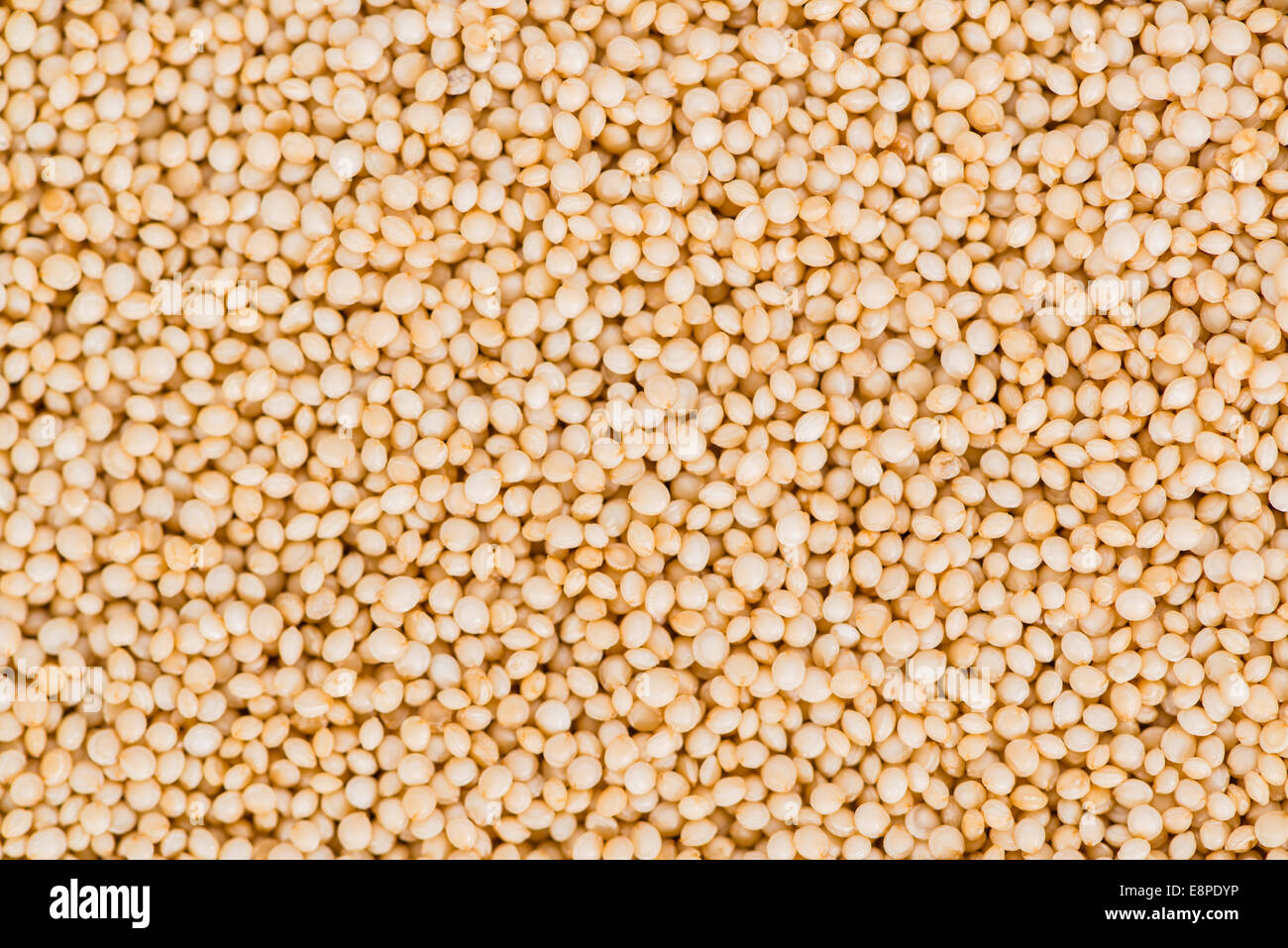 Portion of Amaranth for use as background image or as texture Stock ...