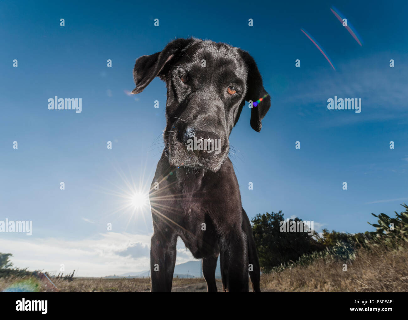 Black labrador from a low view Stock Photo - Alamy