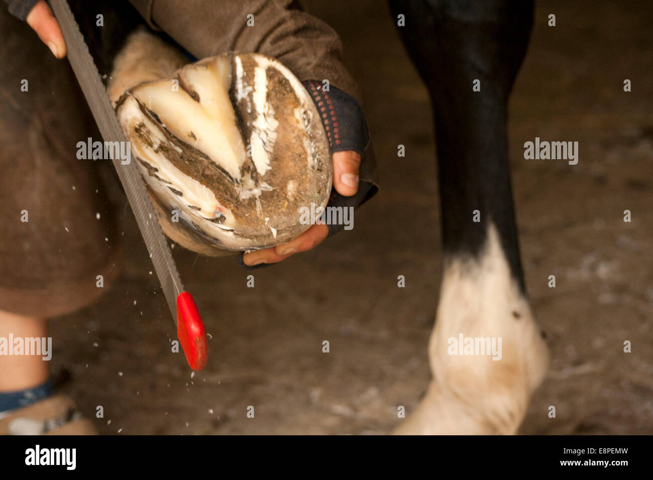 Farrier work on horses hoof. barefoot natural hoof care Stock Photo - Alamy