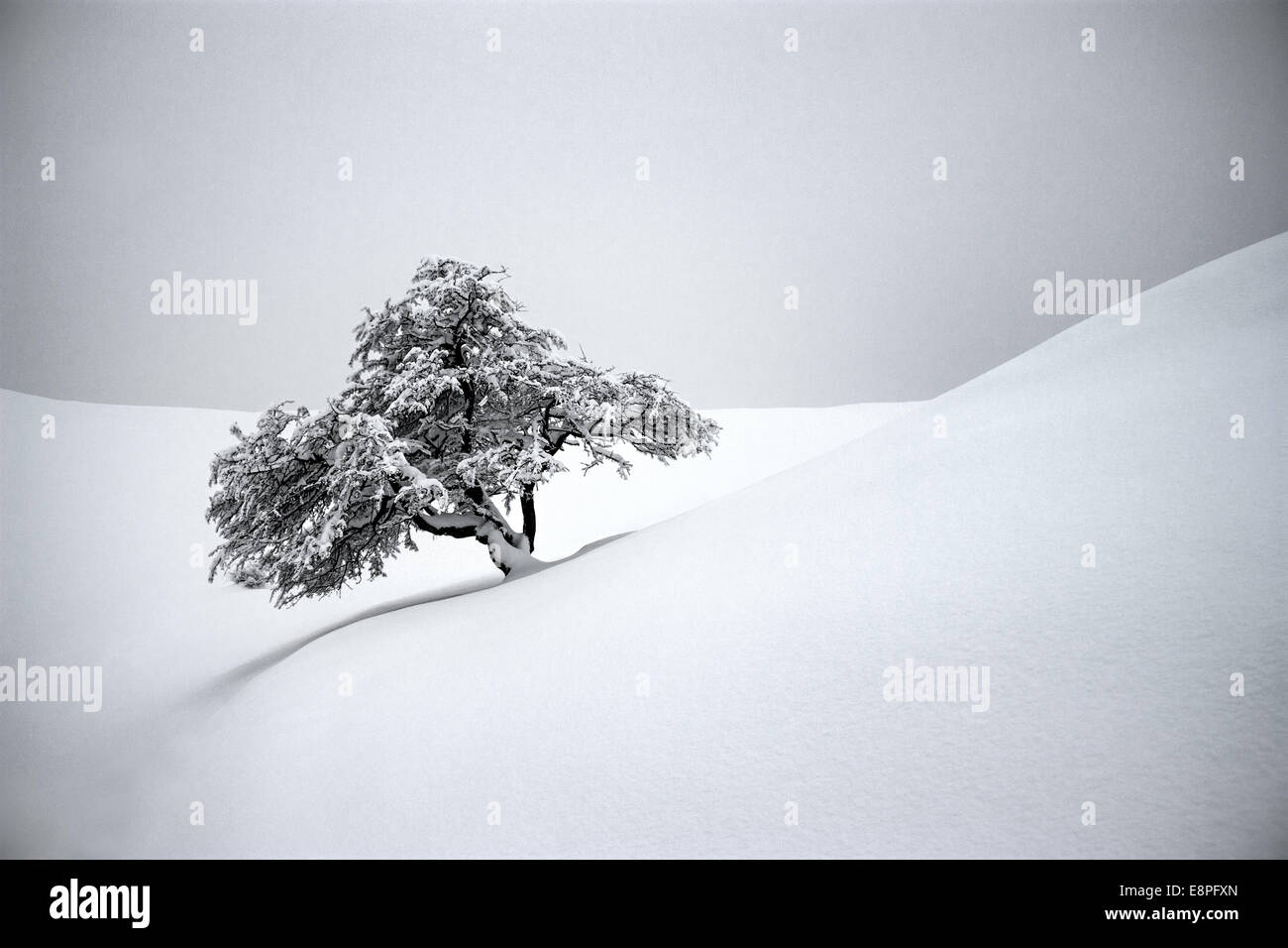 Lonely tree isolated on the snow Stock Photo - Alamy