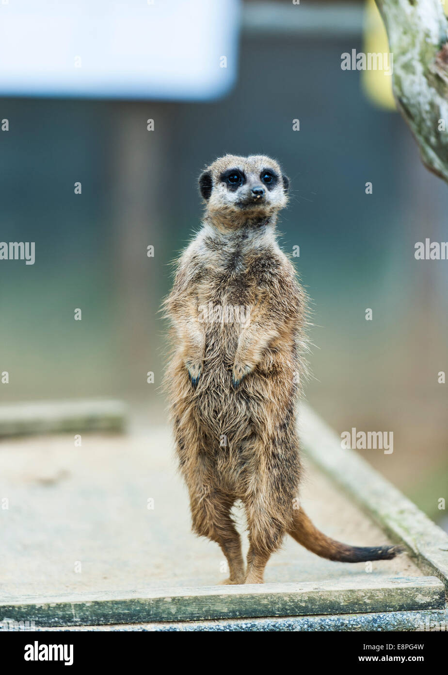 A Meerkat on the look out Stock Photo - Alamy