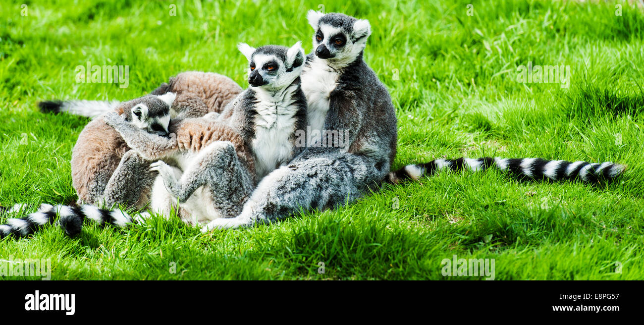 A Family of Ring Tailed Lemurs Stock Photo - Alamy