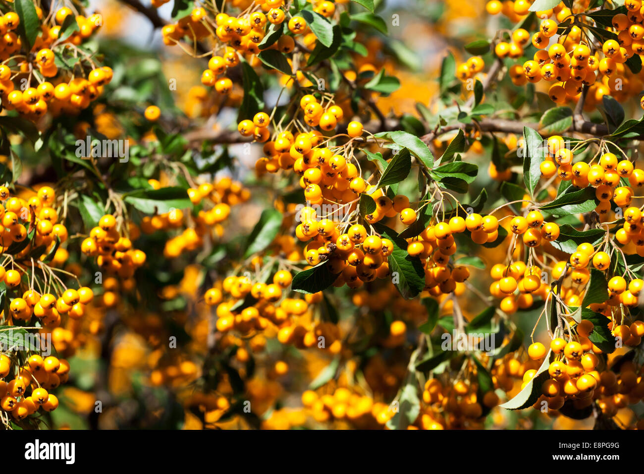 Rowan bush hi-res stock photography and images - Alamy