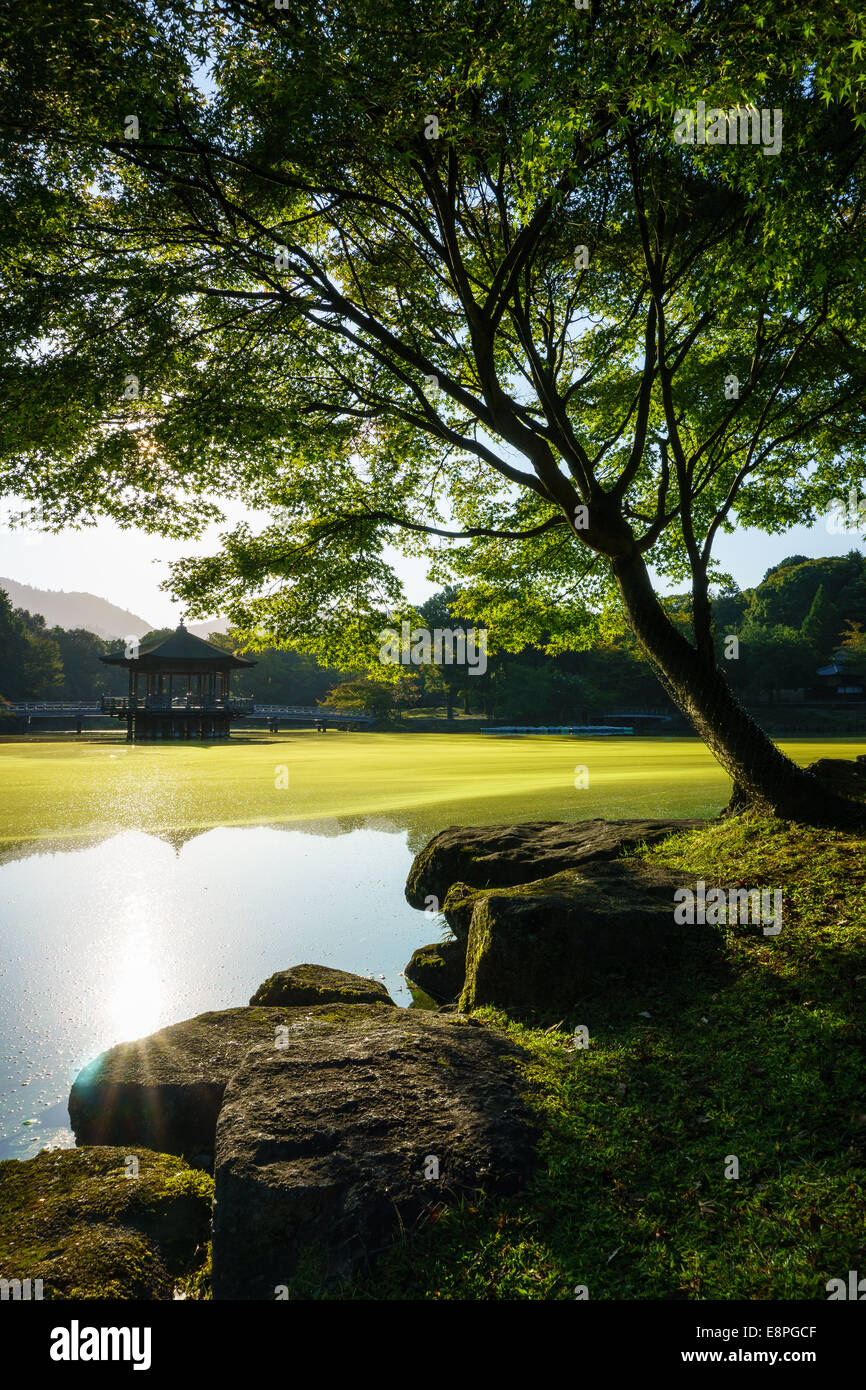 View of a green Japanese pond and tree. Sagi Ike Pond in Nara, Japan ...