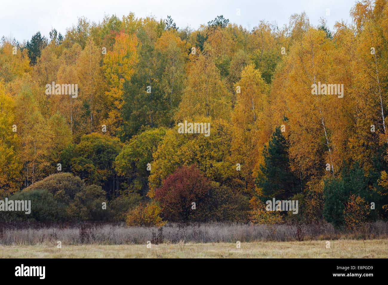 Multi-colored trees and bushes in fall season Stock Photo - Alamy