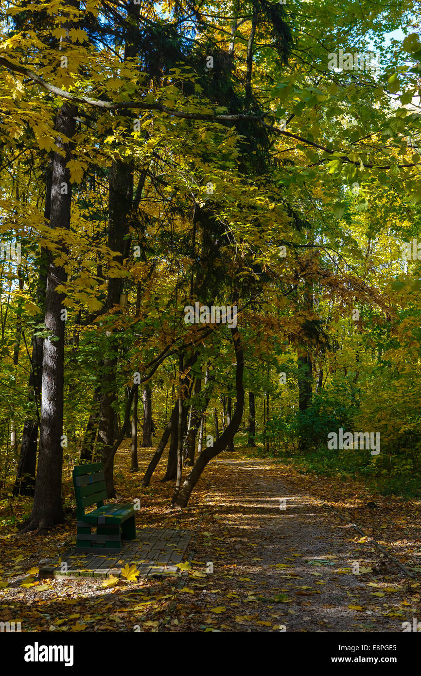 Tree leaves yellow road branch hi-res stock photography and images - Alamy