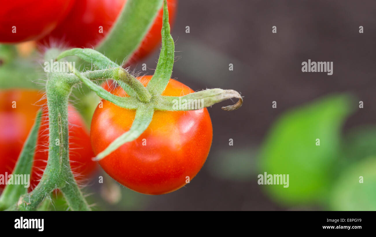 Red hot tomato hi-res stock photography and images - Alamy