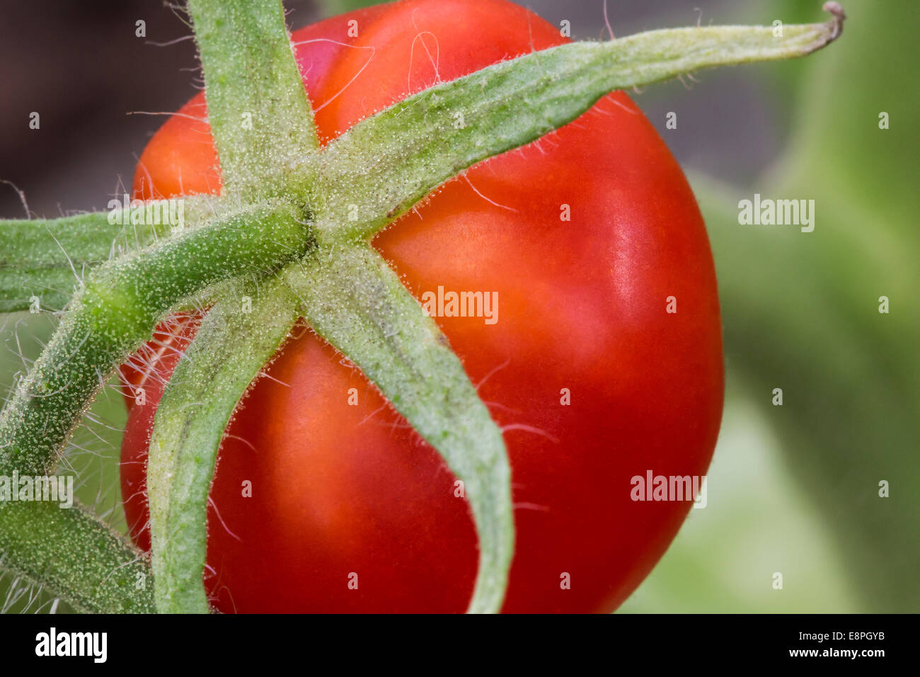 Red tomato in hothouse, closeup Stock Photo - Alamy