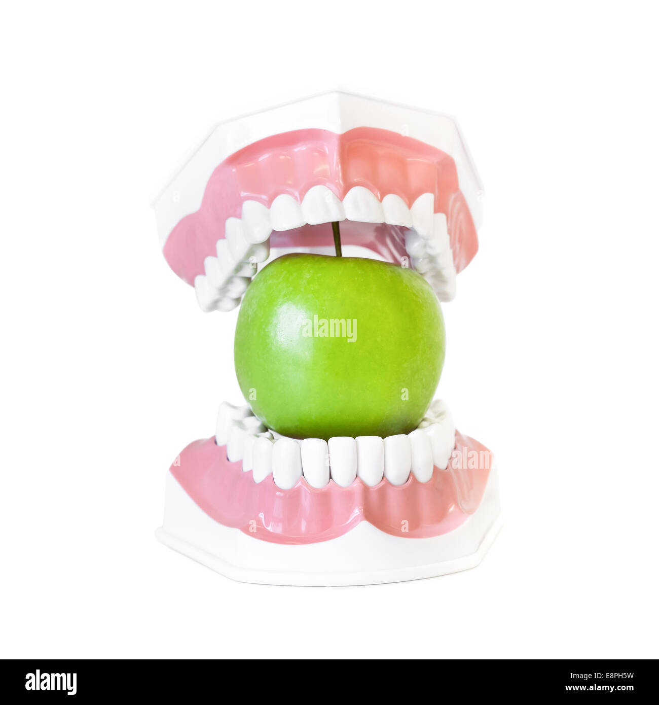 Apple in dental jaw model isolated on white background Stock Photo - Alamy