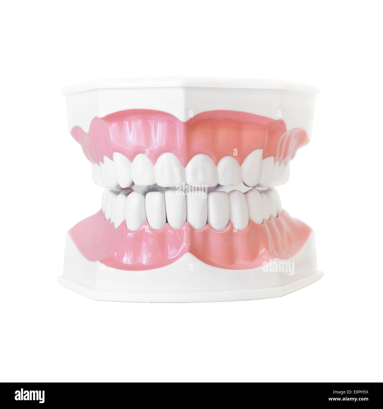 Dental jaw model isolated on white background Stock Photo - Alamy