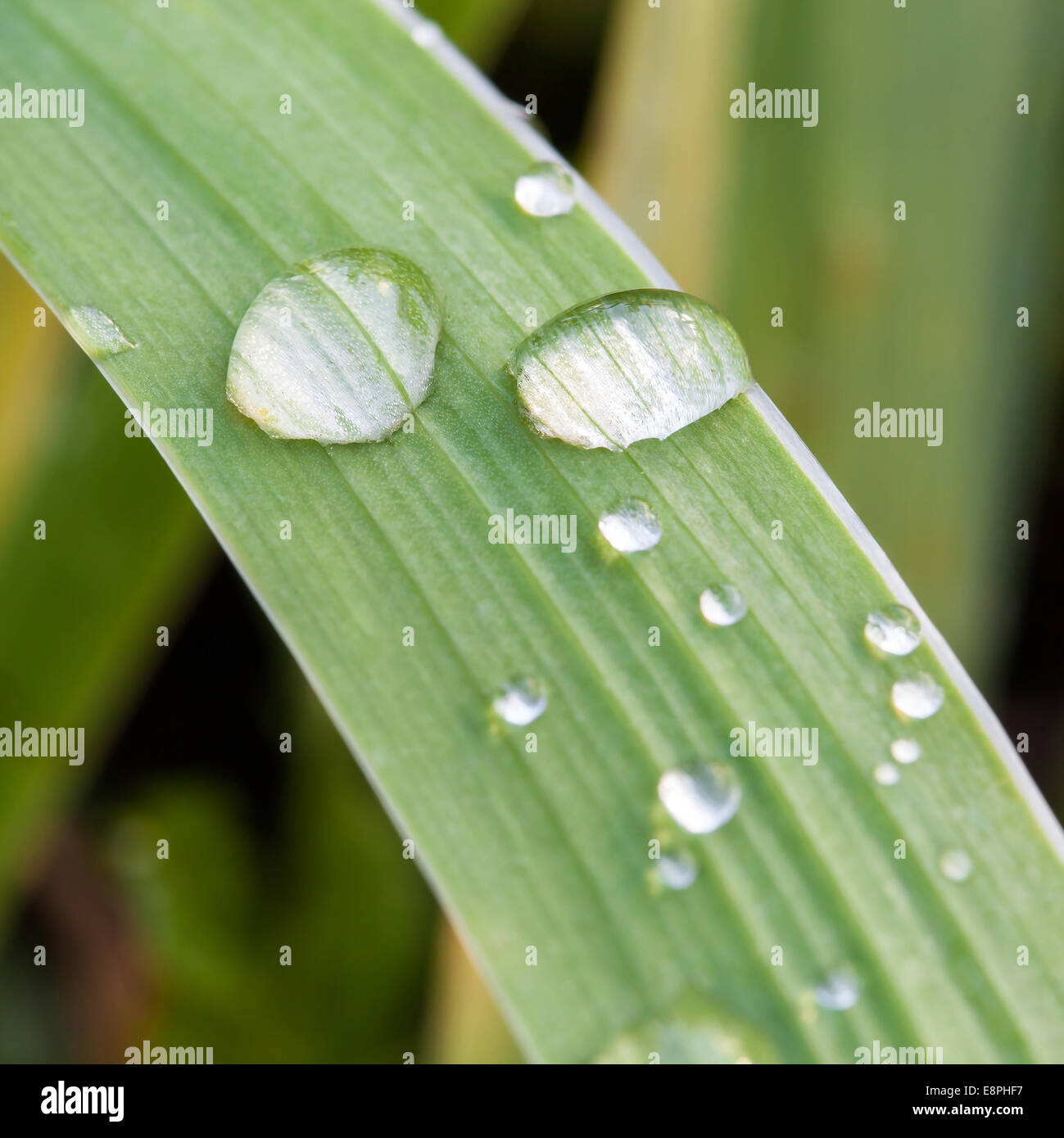 Drop water grass hi-res stock photography and images - Alamy