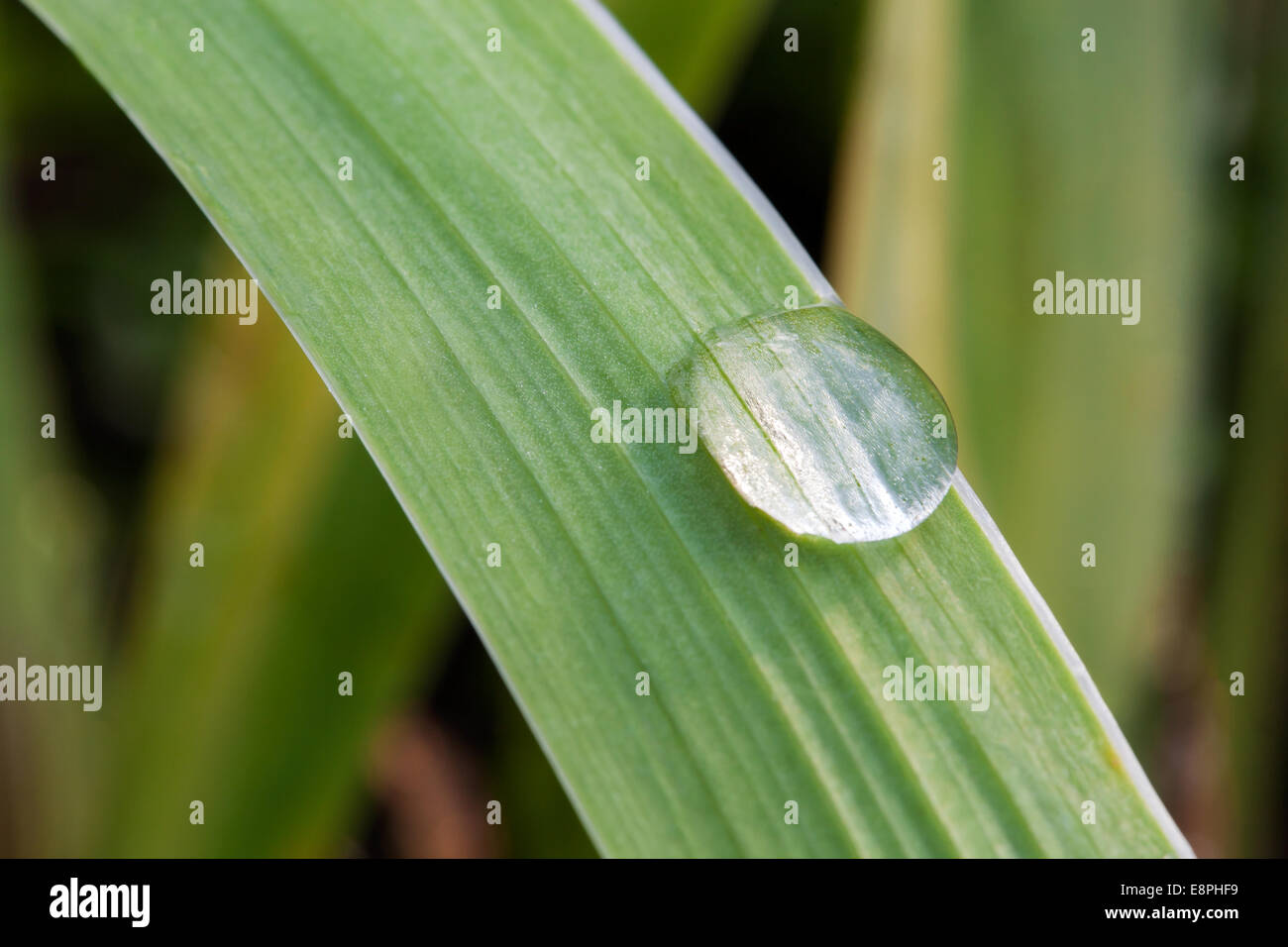 Drop water grass hi-res stock photography and images - Alamy