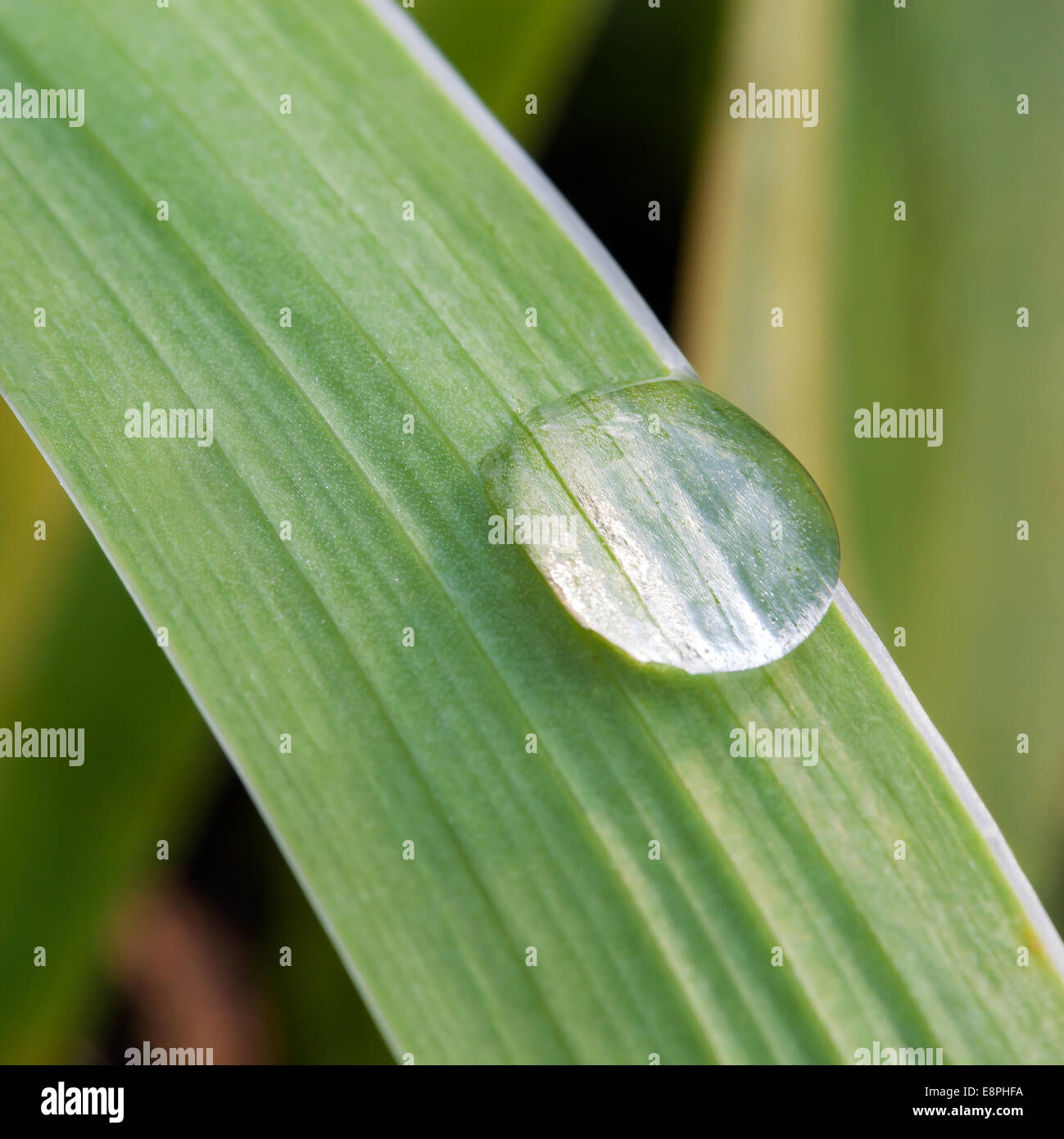 Water drop on green grass Stock Photo - Alamy