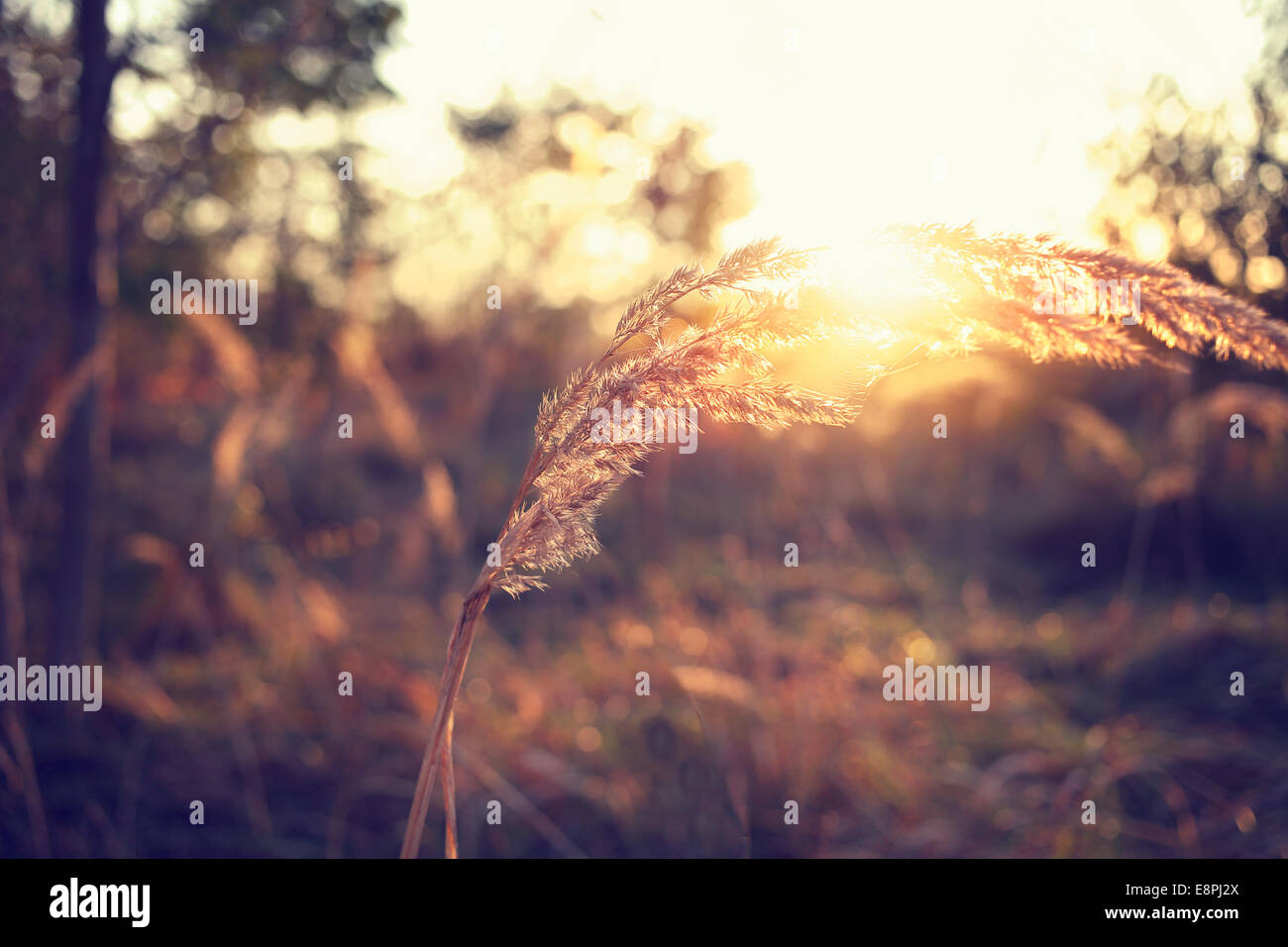 wild strand of grass in the wind Stock Photo - Alamy