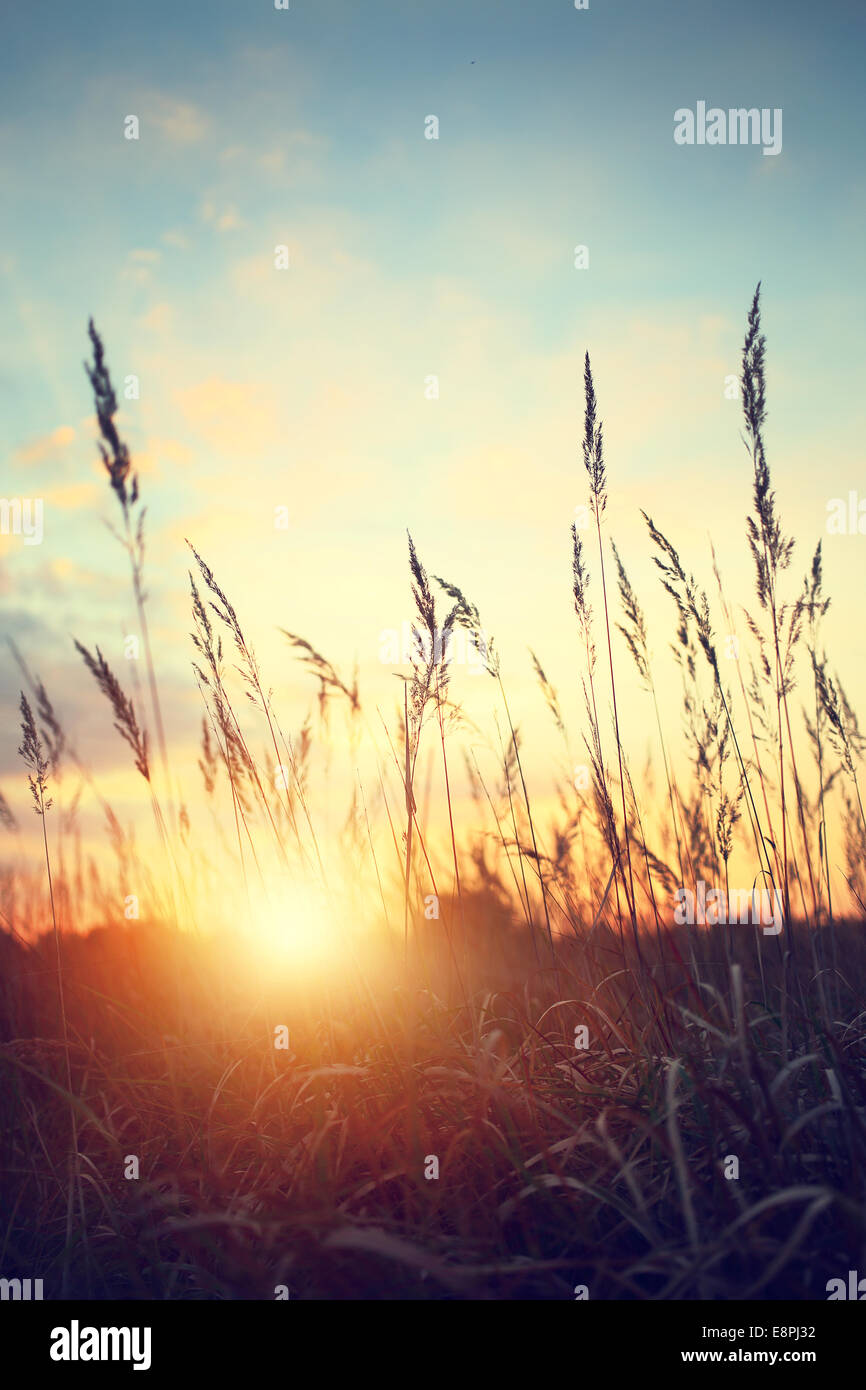 idyllic view of the sunset and wild field Stock Photo - Alamy