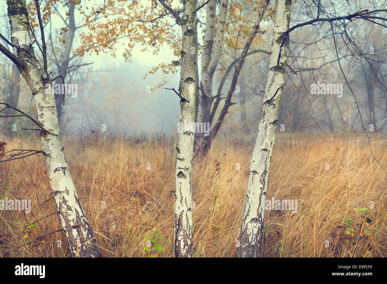 Meadow grass young birches hi-res stock photography and images - Alamy
