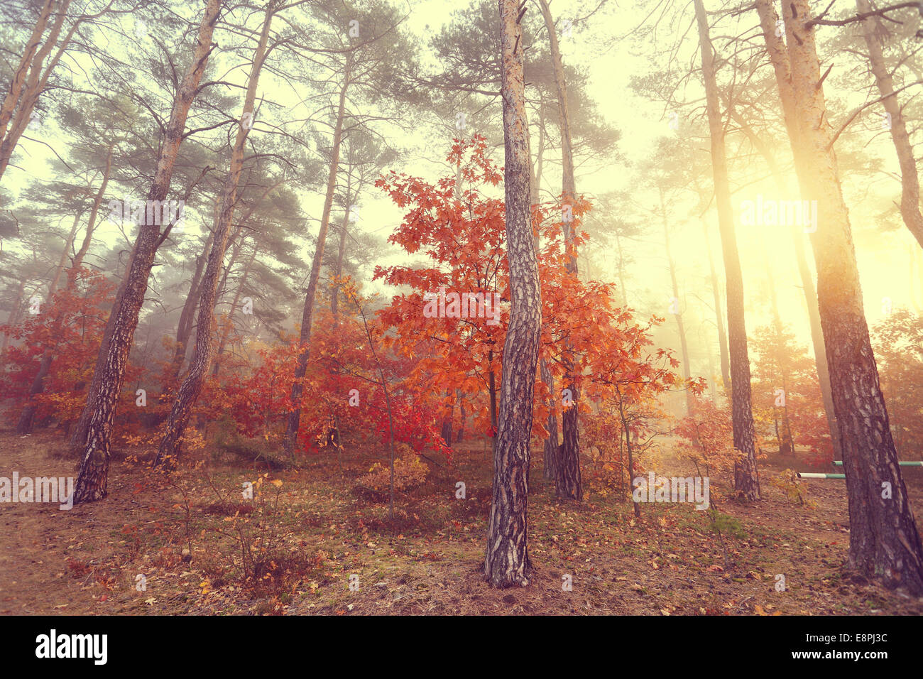 Misty autumn morning in a colorful forest Stock Photo - Alamy