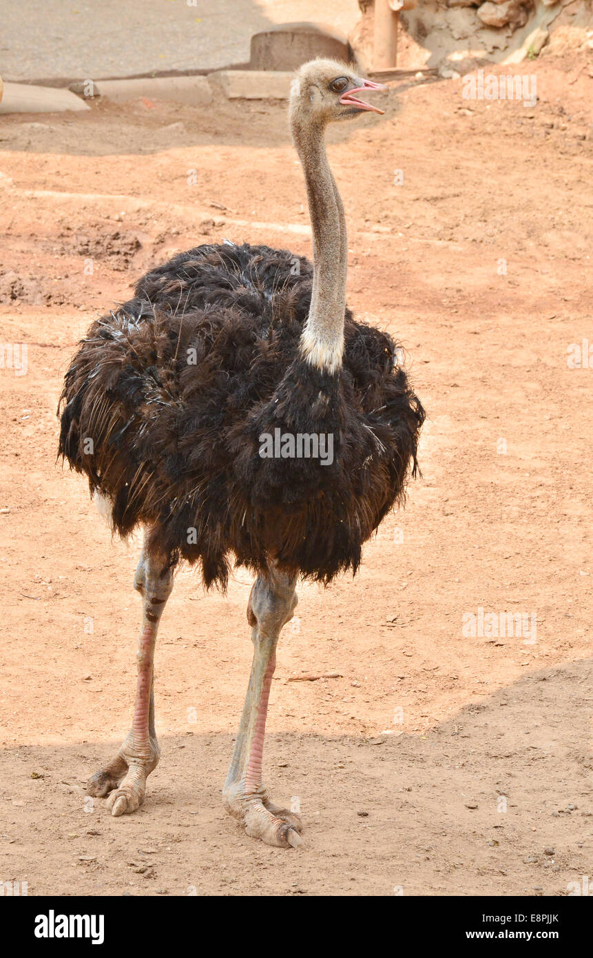 South african black ostrich large hi-res stock photography and images ...